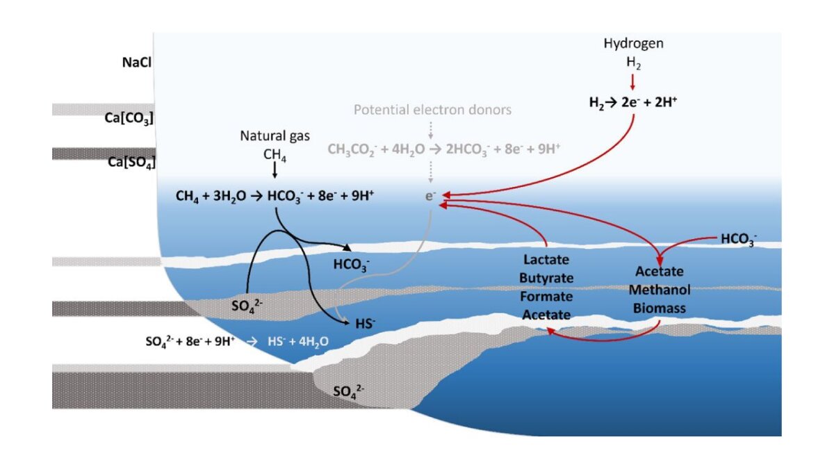 Ecophysiology and Molecular Biology of Halophiles