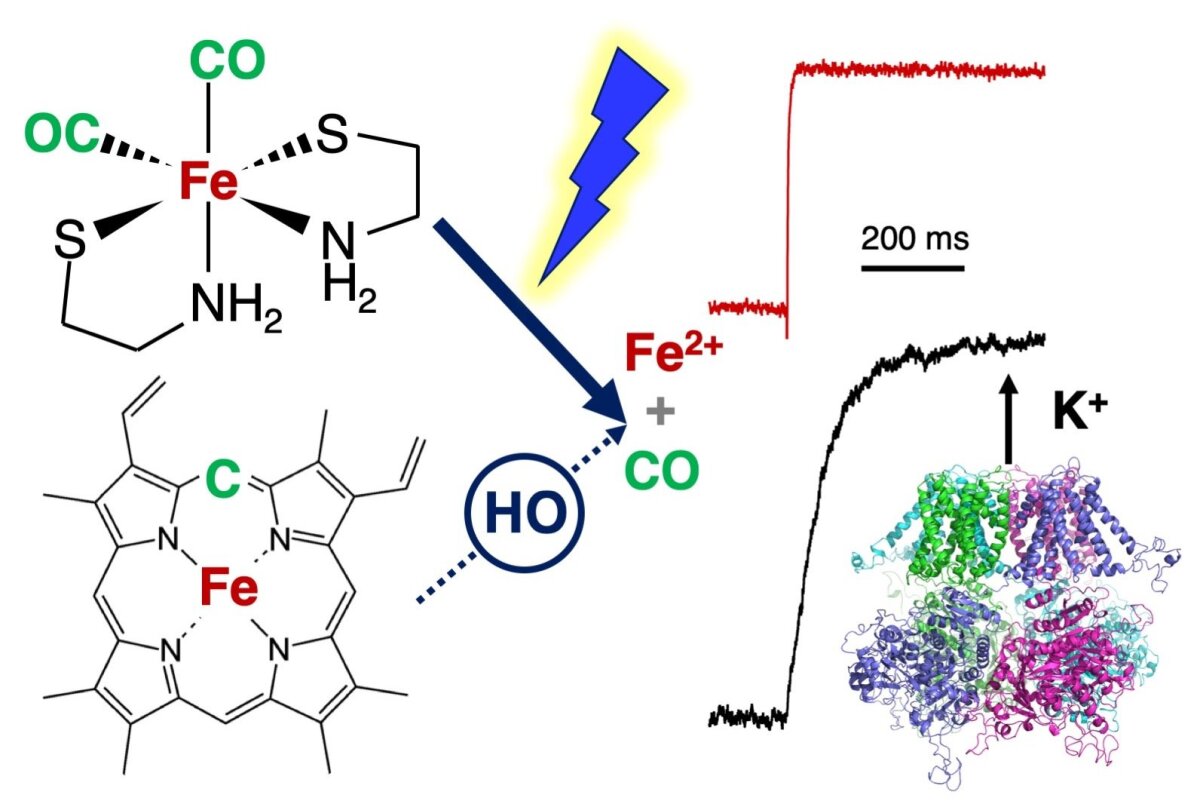 Rapidly photoreleased Fe2+ activates BK channels