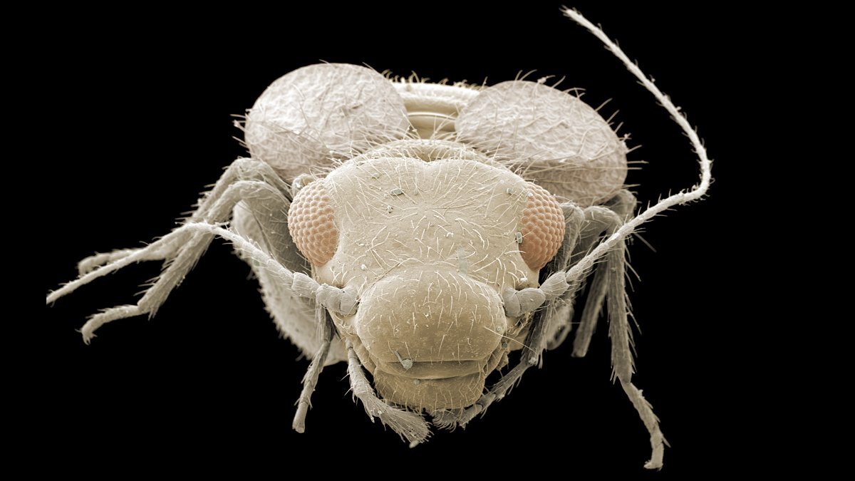 Psocoptera File:Follicole False Lizard Barklouse (Psocoptera ...